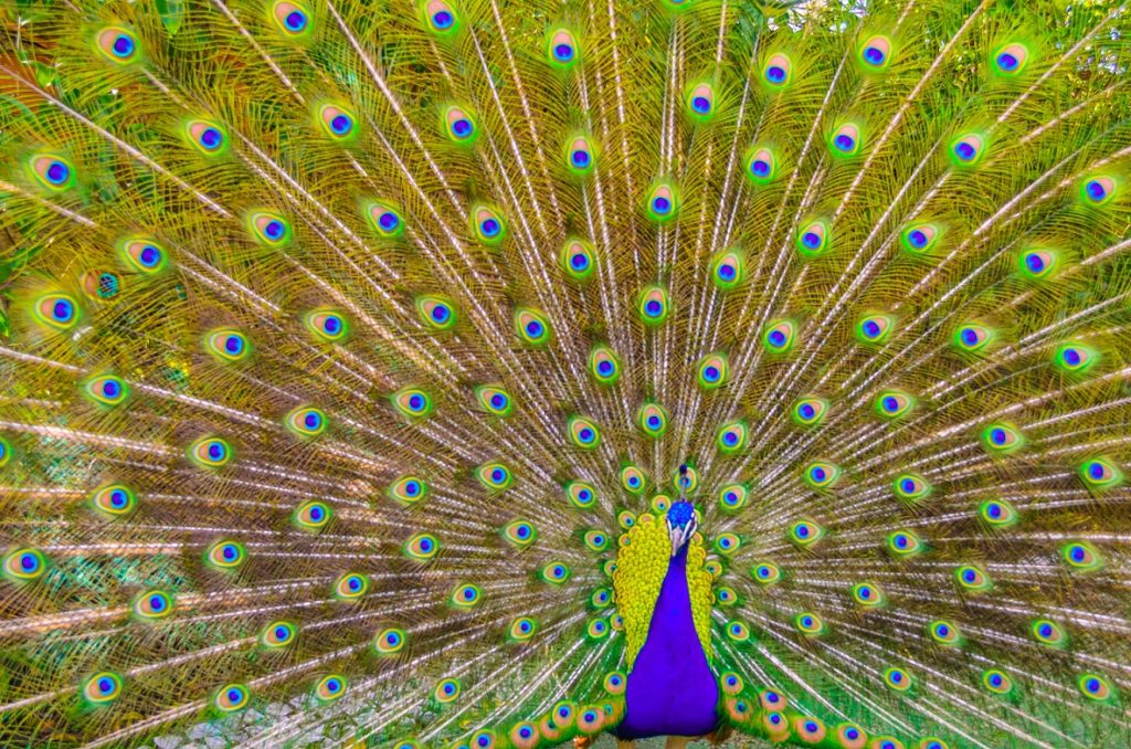 Indigo Letter | Indigo Test For Children & Adults